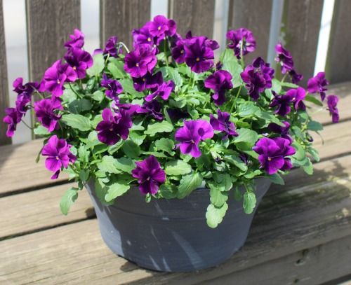 Viola Bowl Round 12 Dark Purple