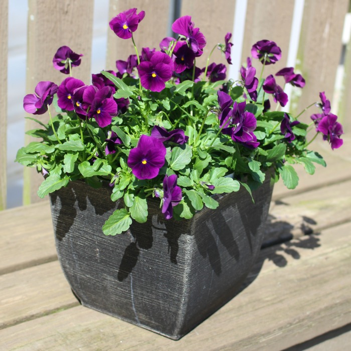 Viola Square 8 Dark Purple