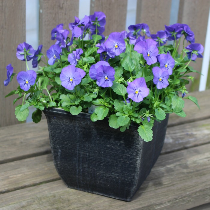 Viola Square 8 Purple Tiny Yellow Eye